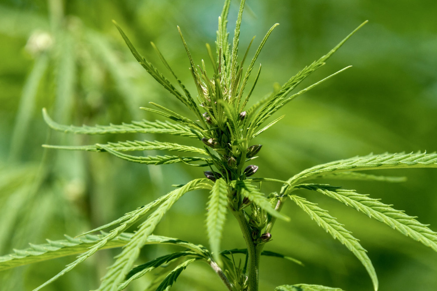 How Are Organic Hemp Shoes Made? – FootHemp